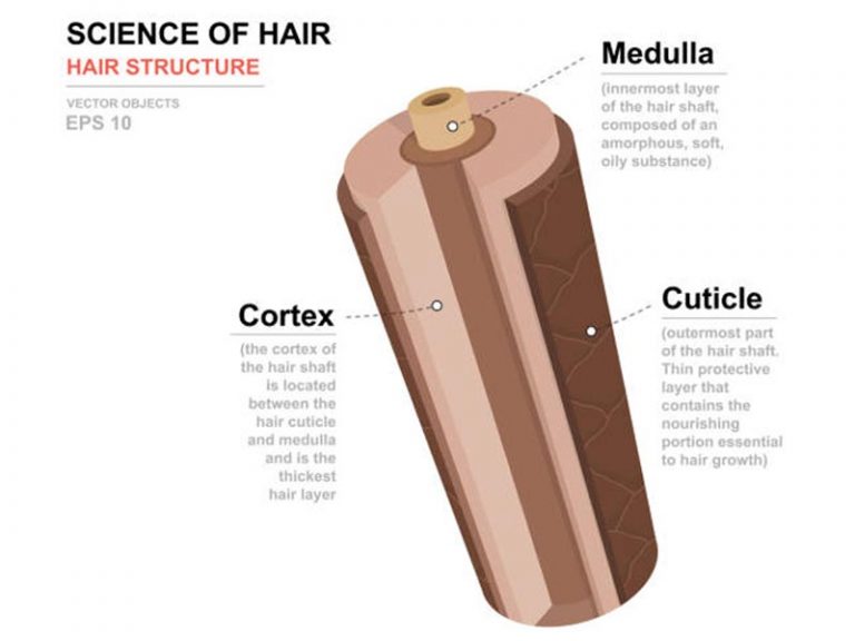 Width Of Human Hair: These Statistics Are Real! – hair system